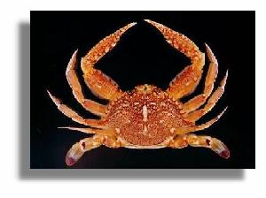 甲殼類 - 國立中山大學海洋生物科技暨資源學系